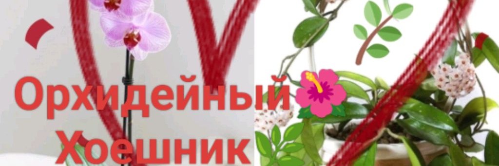 Орхидейный Хоешник 🌺🌿