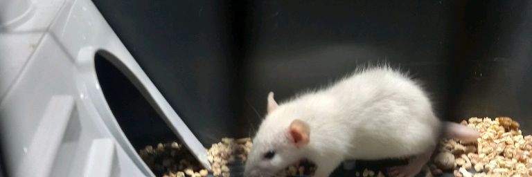 Оля Котик
