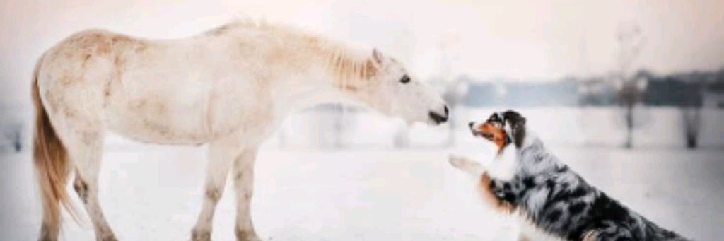 🐴ⲏⲟⲣⲕⲁ ⲕⲟⲏⲏυⲕⲁ🤎 ⲗⲟⲱⲁⲇυ schleich⌚+ пдб 🤭