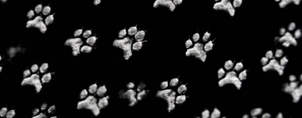 CatAndDogs