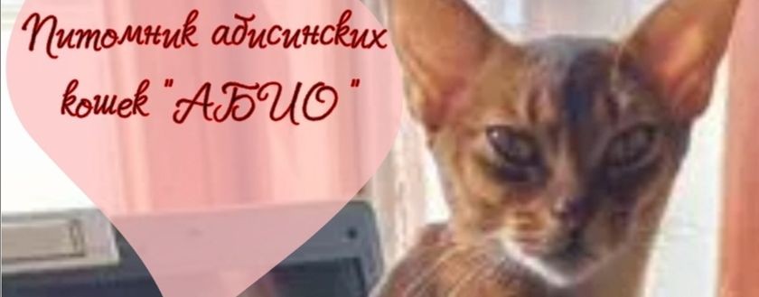 Питомник абисинских кошек "Абио "