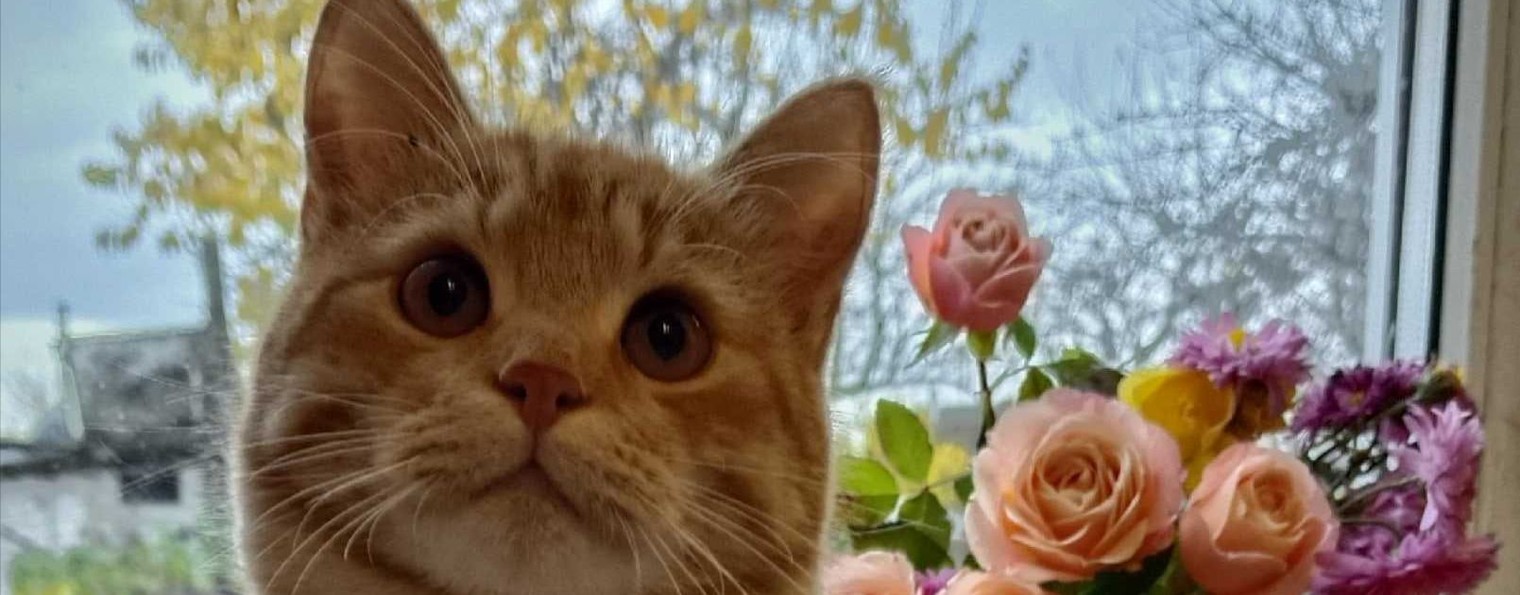 Лапки счастья 🐾