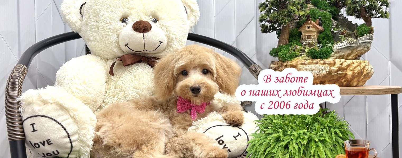 Груминг у Мишки. Зоосалон