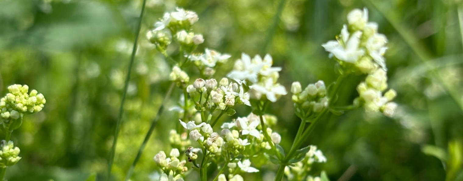 На светлой стороне