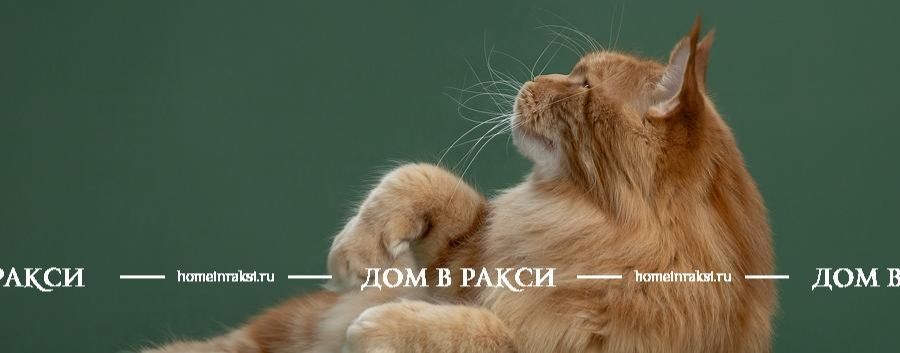 Питомник кошек породы мейн-кун "Дом в Ракси".