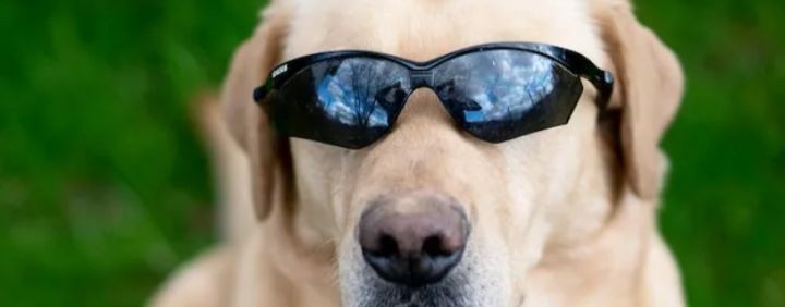 Cinnamon_Dogs