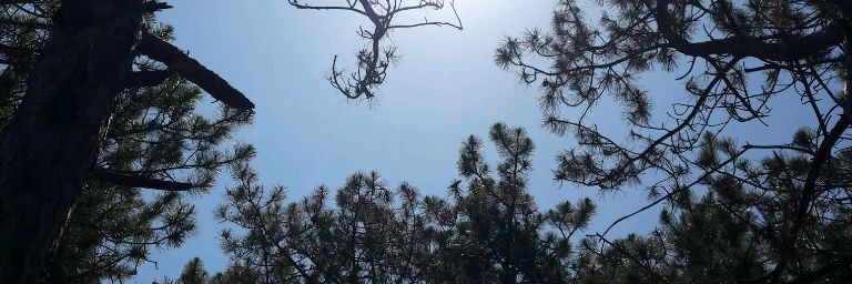 Природное вдохновение