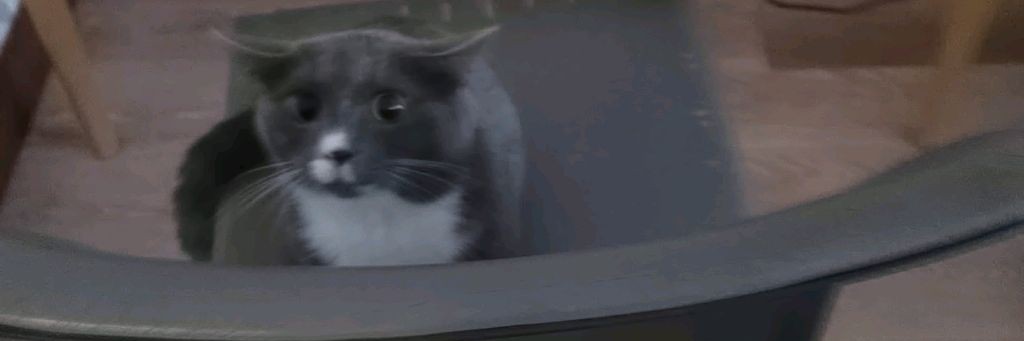 Соня