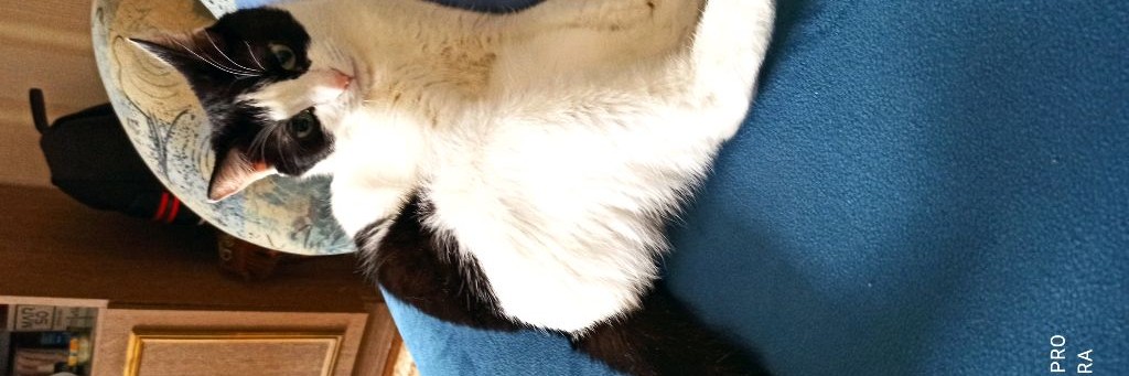 Светлана И КОТИШКА