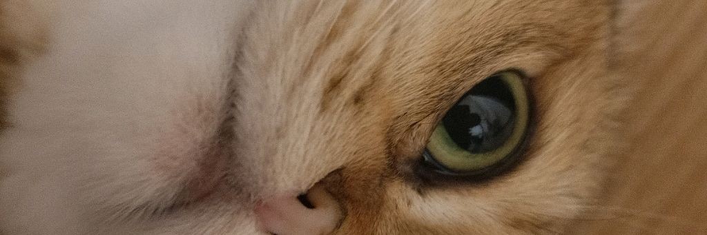 Simba  Aim)