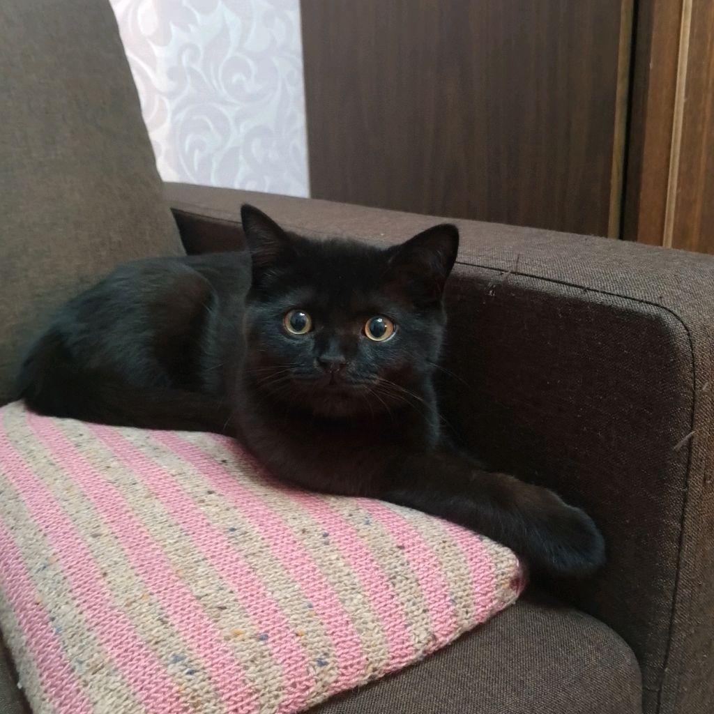 Кузя Король