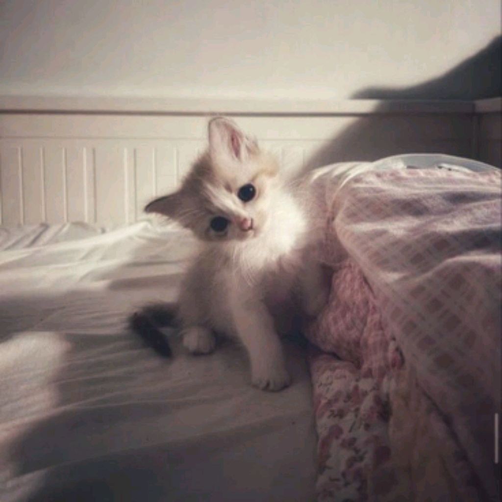 Nasta_567e