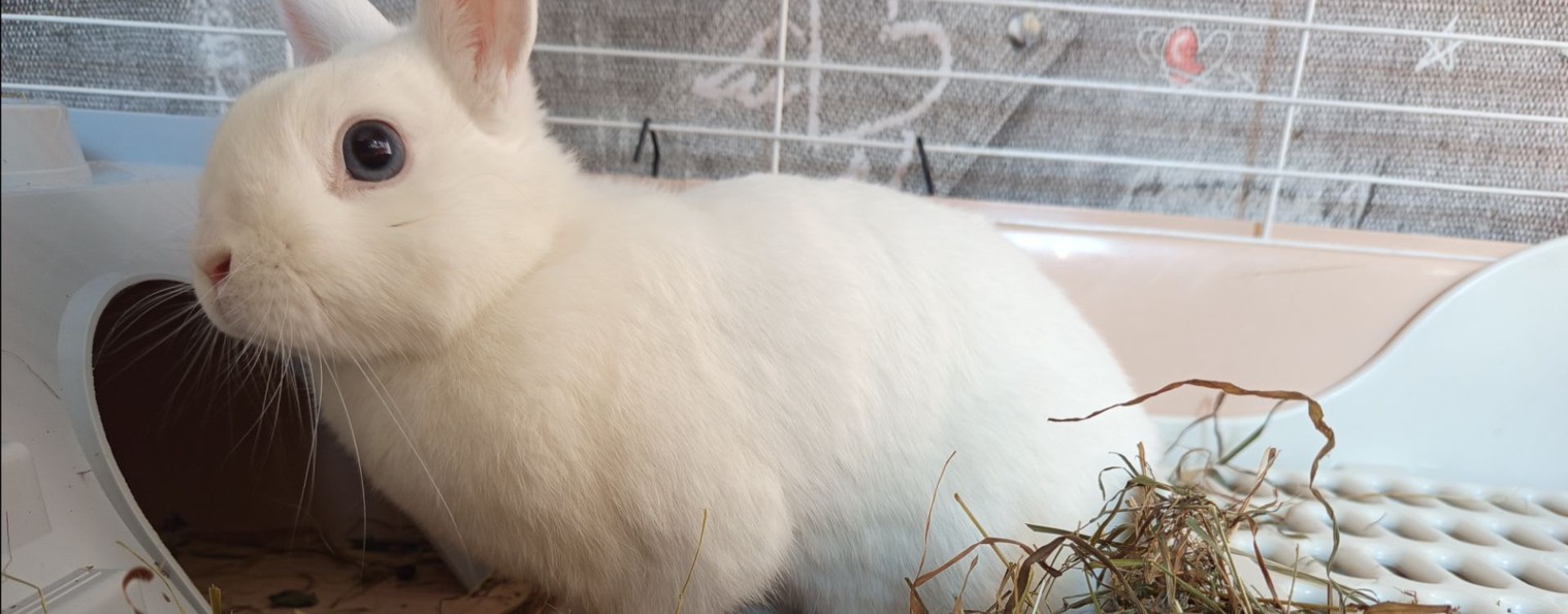 Весенняя🐰