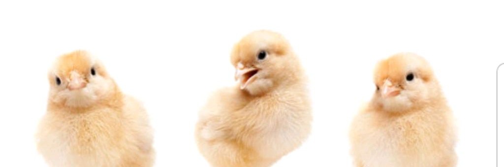 🐣~ Цыпа~🐥