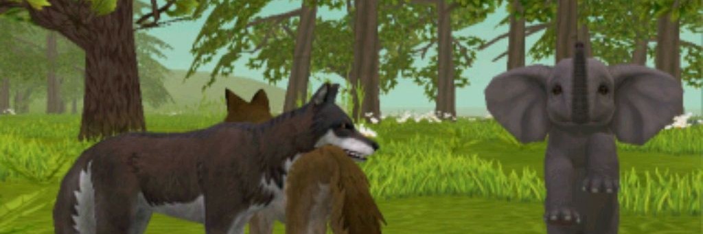 WILDSHATE Drimme
