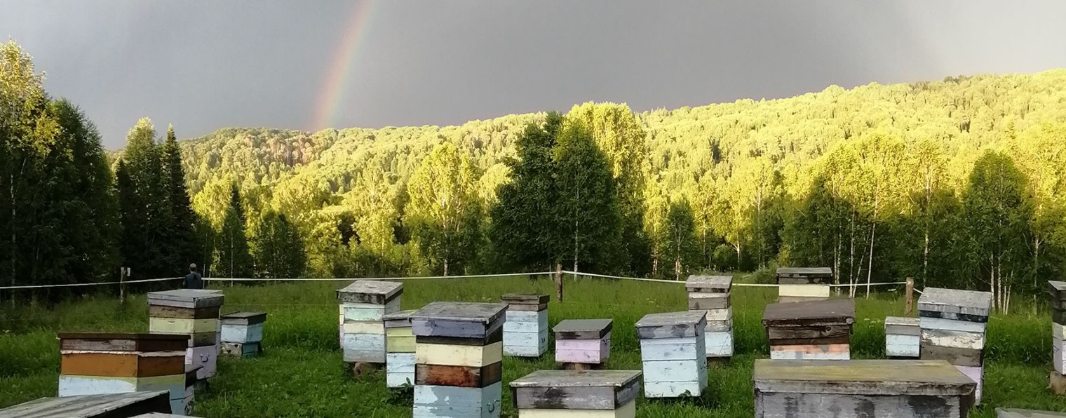 Алтайский медовый таёжник