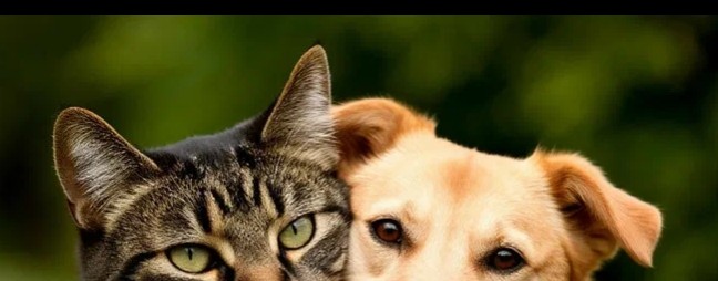 ❤️Mary_ Dog 🐶 Paper❤️😽ура лето🌼