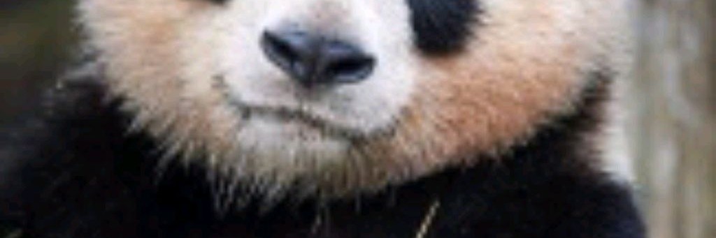 Pandh4k