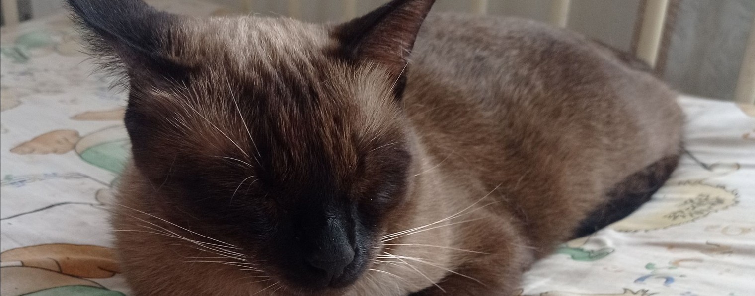 Мой кот Яша