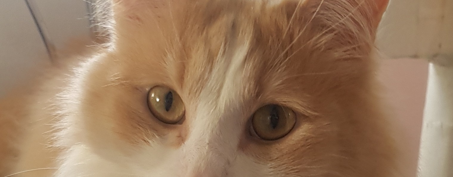 ✿･ﾟ’√^•☆Kõгтиčтåя•^√:･ﾟ’☆✿