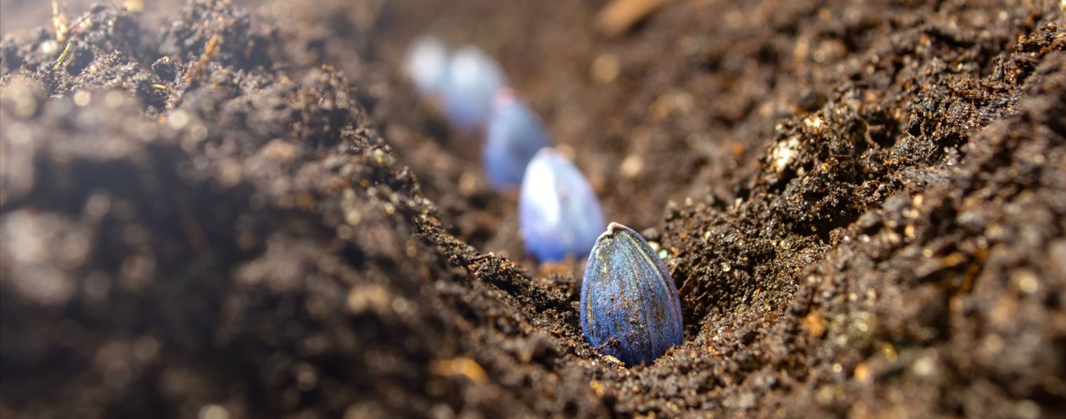 MAS Seeds Россия