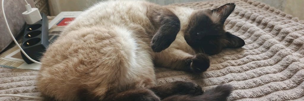 catser03