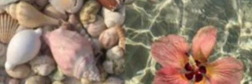 🙌🏾🤍🌊𓆉𝓔𝓵𝓮𝓪𝓷𝓸𝓻𝓪𝓼 𝓱𝓸𝓶𝓮𓆉🌊🤍🙌🏾
