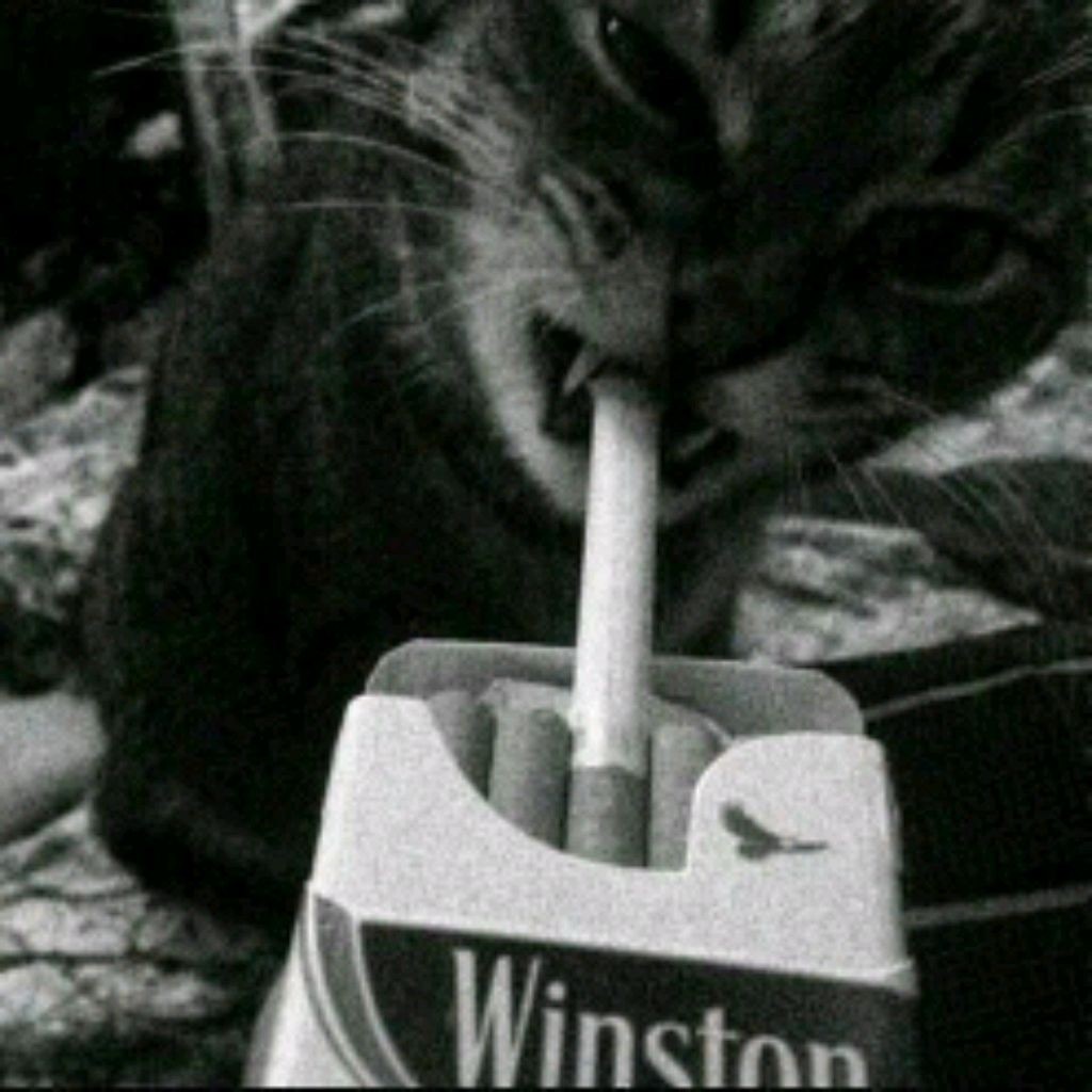 ᴛуɯᴇнᴋᴀ