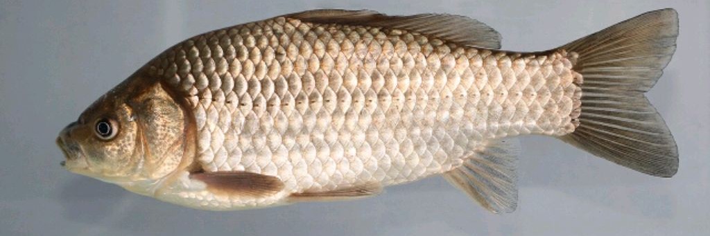рыбачёк