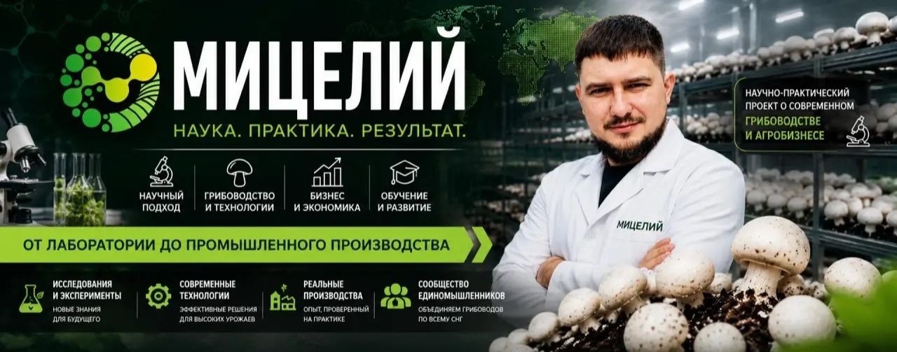 Мицелий