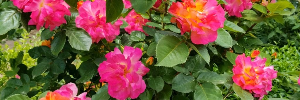 Есть повод повязать и не только. Elizaveta83687