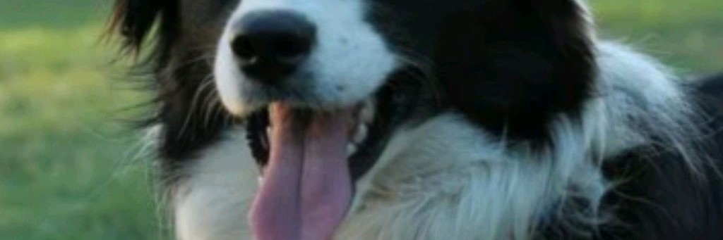 A Dog’s Heart