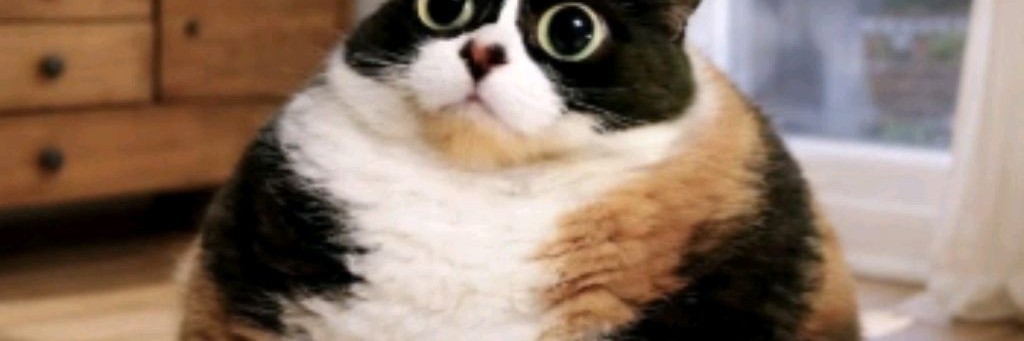 КОТОСТЬ