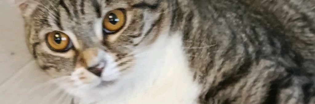 Котёнок  лис✅