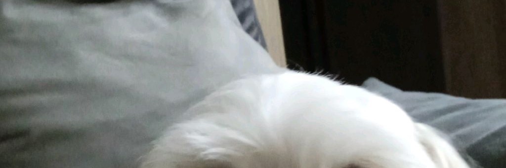 🐩OLAF_DOG🐩