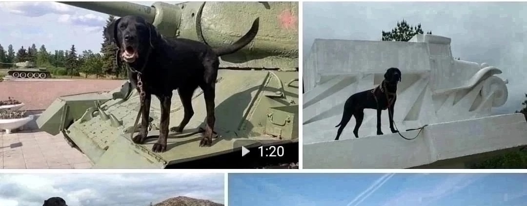 Музей Псов
