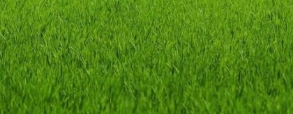 🌿🏜️ТРАВА🏜️🌿 (На всё лето)