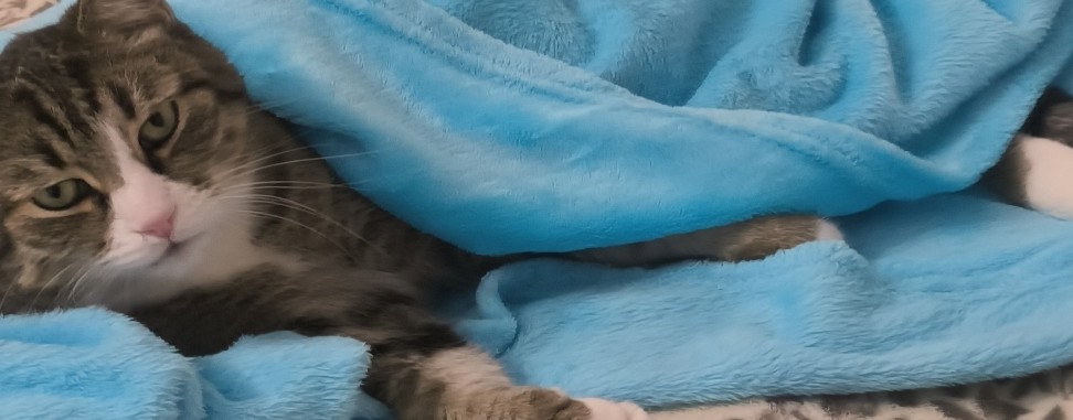 КОТ САЙМАН
