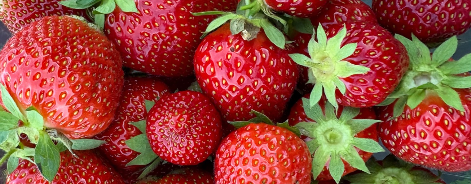 Ягодное царство🍓