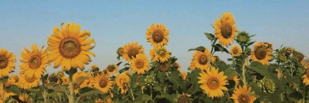— VINNY’🌻