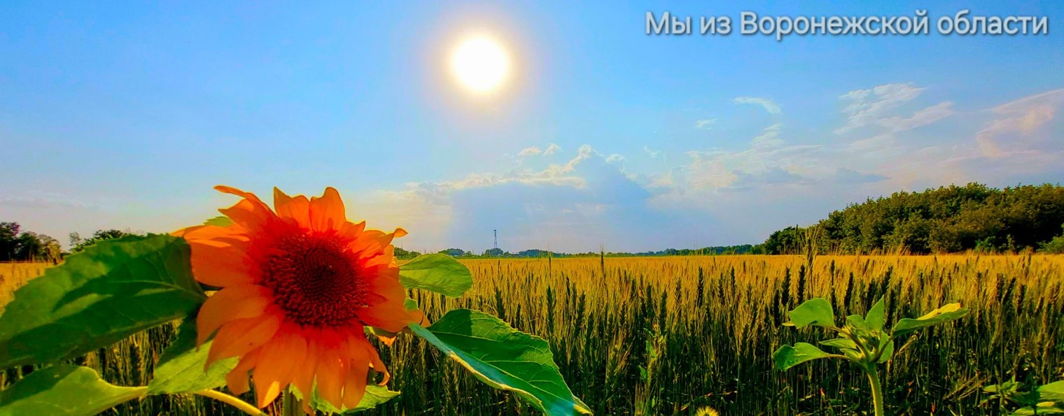 Мы из Воронежской области