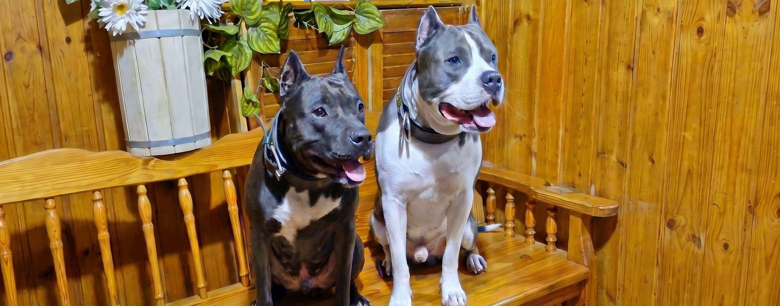 AMSTAFF — всё о породе без мифов.