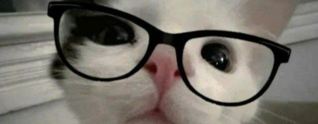 Котик мяу