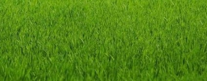 🌿🏜️ТРАВА🏜️🌿 (На всё лето)