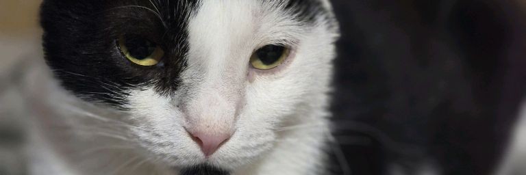 КОТЫ-ЗАЛОЖНИКИ из Колпино