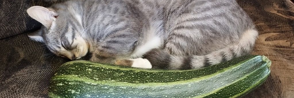 Тут мелькает кот