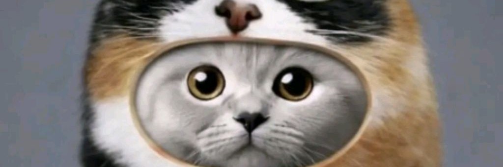 Котость