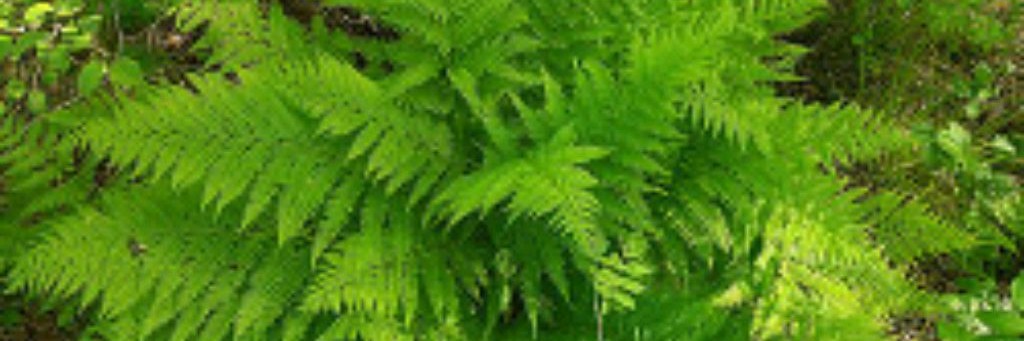 🌿Папоротник~КВ🌿