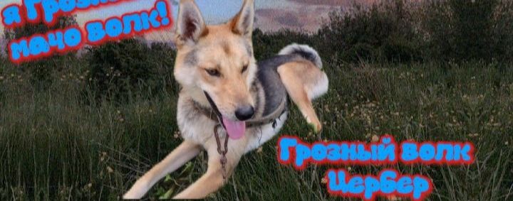 Грозный волк Цербер