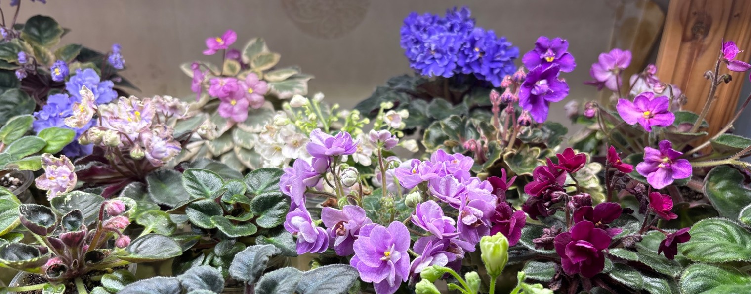ChiwawaFlowers